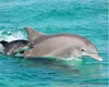 Burrunan Dolphin — Marine Mammal Foundation