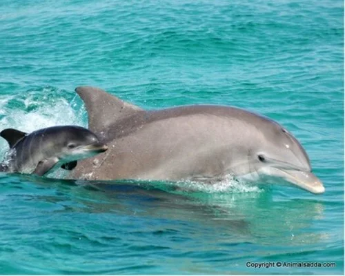 Burrunan Dolphin — Marine Mammal Foundation