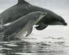 Burrunan Dolphin — Marine Mammal Foundation