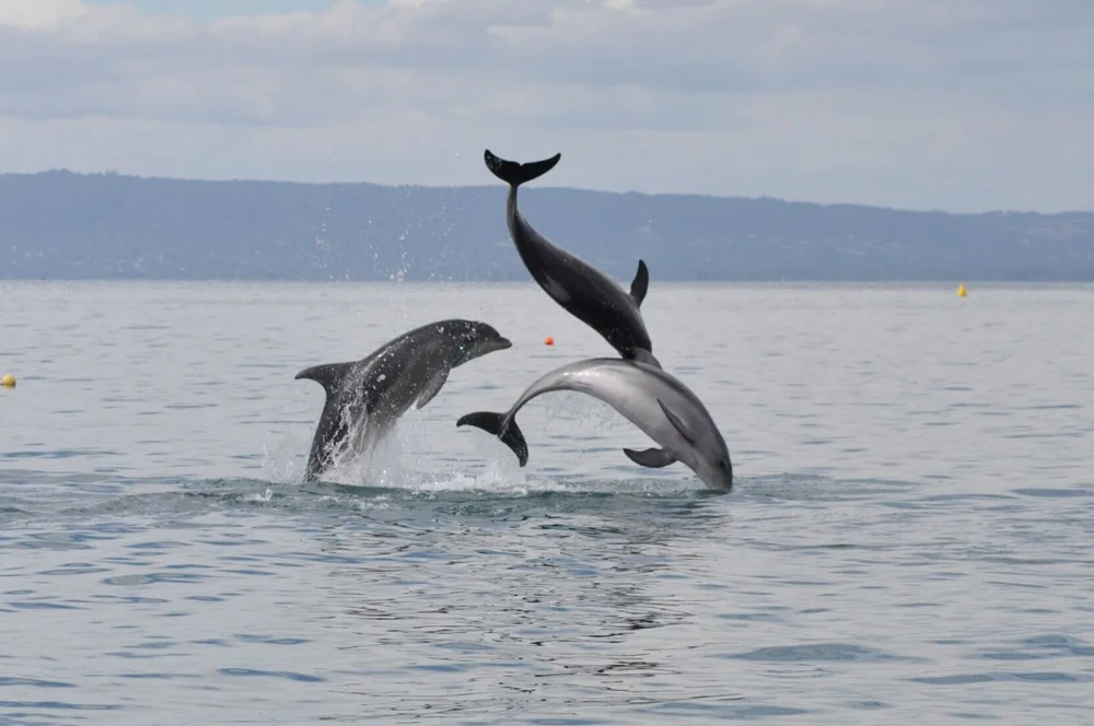 Burrunan Dolphin — Marine Mammal Foundation