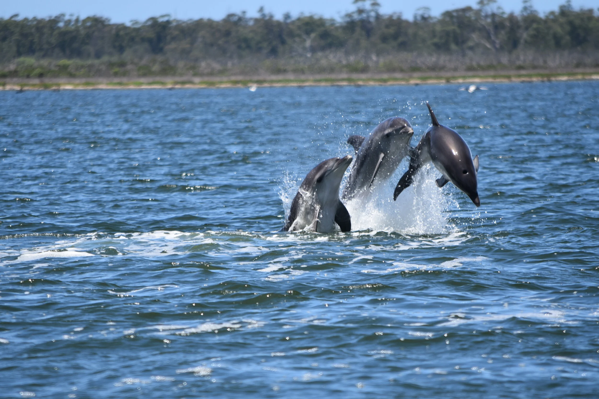 Burrunan Dolphin — Marine Mammal Foundation