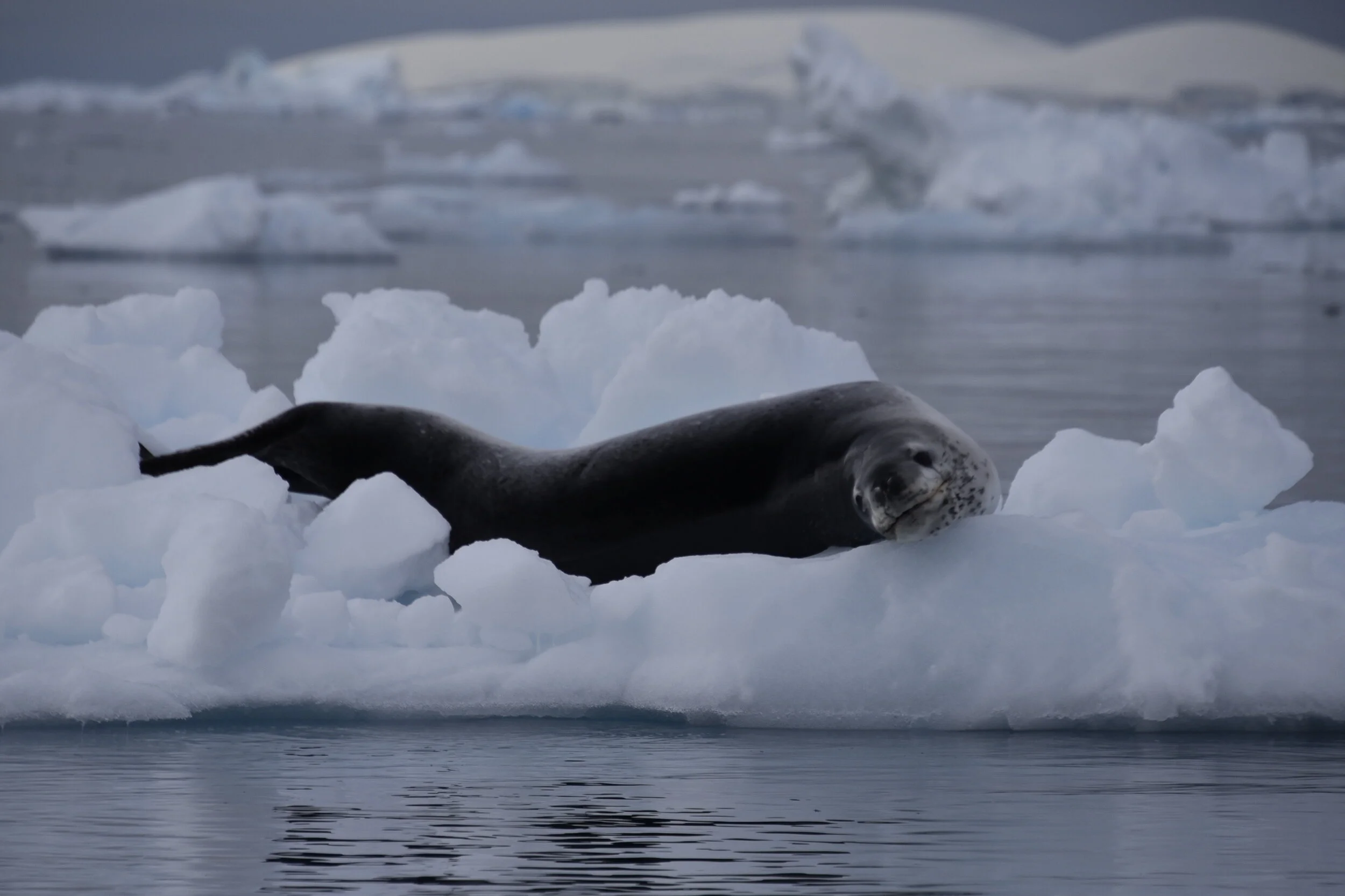 Seals — Marine Mammal Foundation