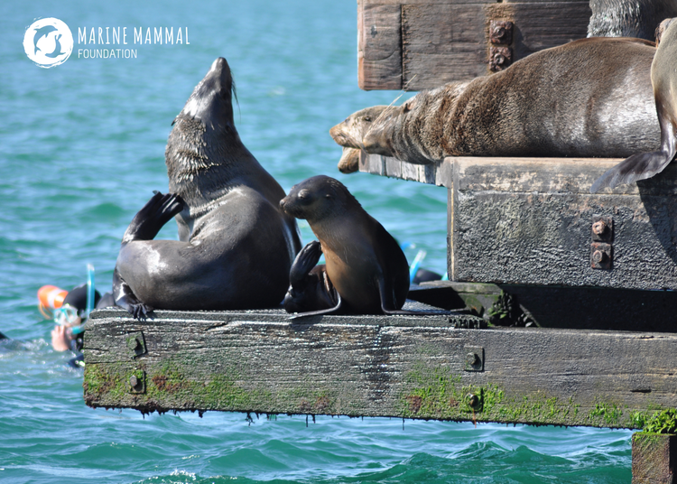 Meet the creatures of Port Phillip Bay — Marine Mammal Foundation