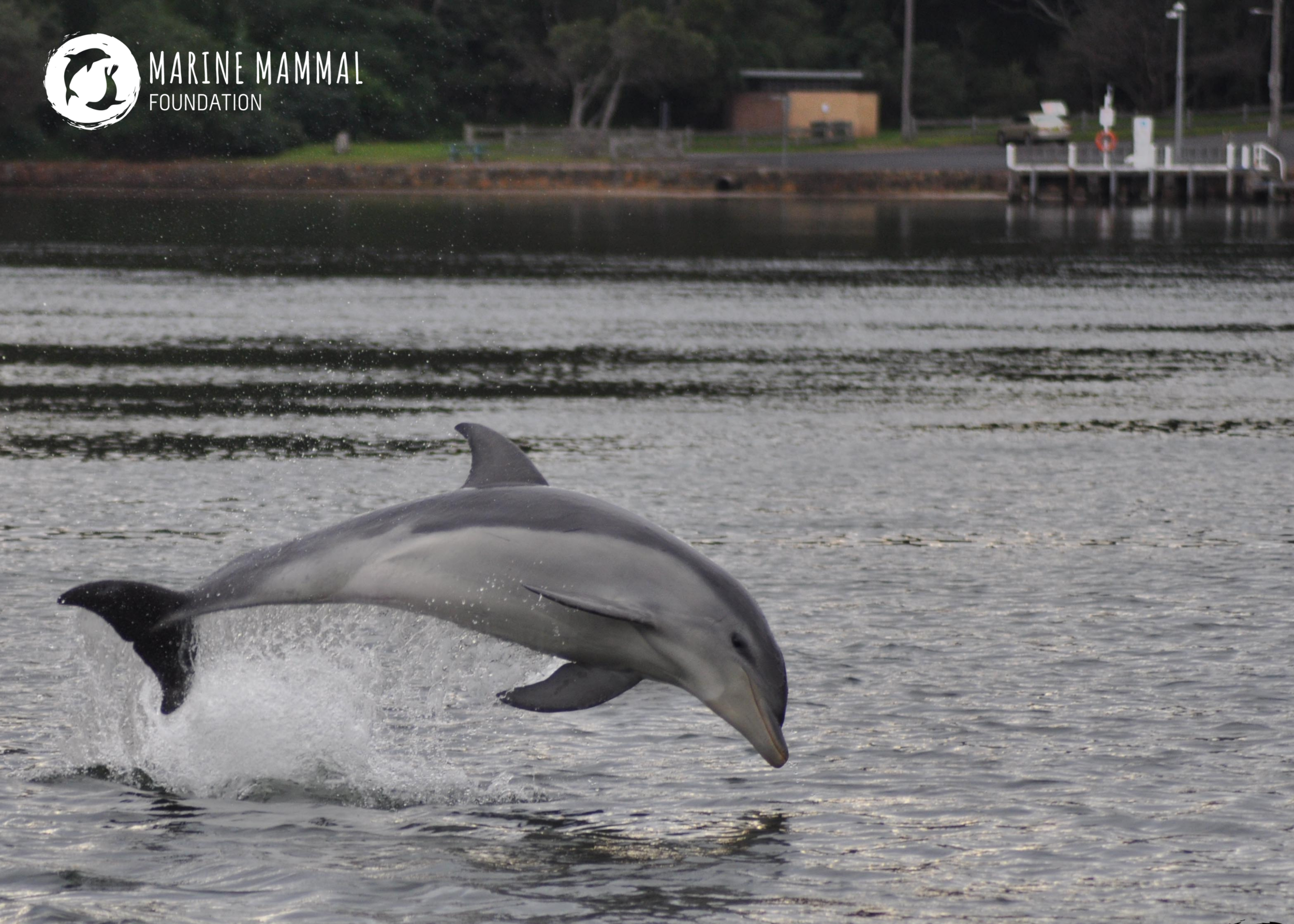 Meet the creatures of Port Phillip Bay — Marine Mammal Foundation