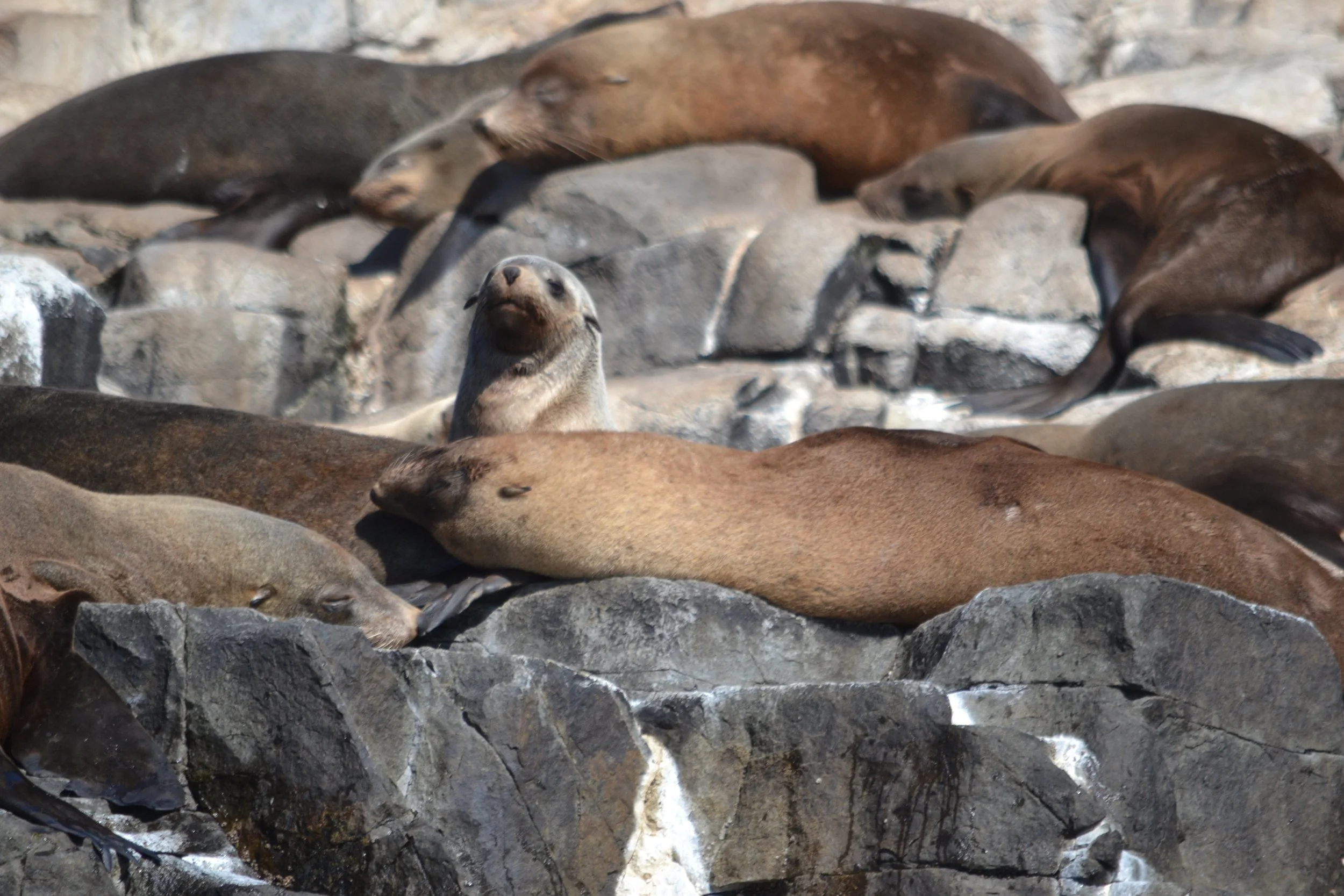 Marine Mammal Biodiversity — Marine Mammal Foundation