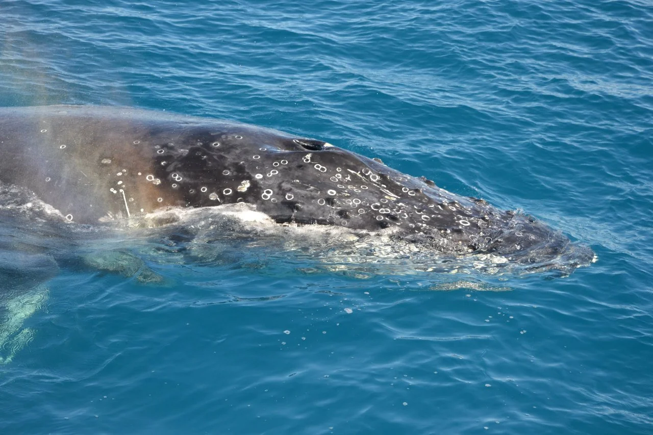 Marine Mammal Biodiversity — Marine Mammal Foundation