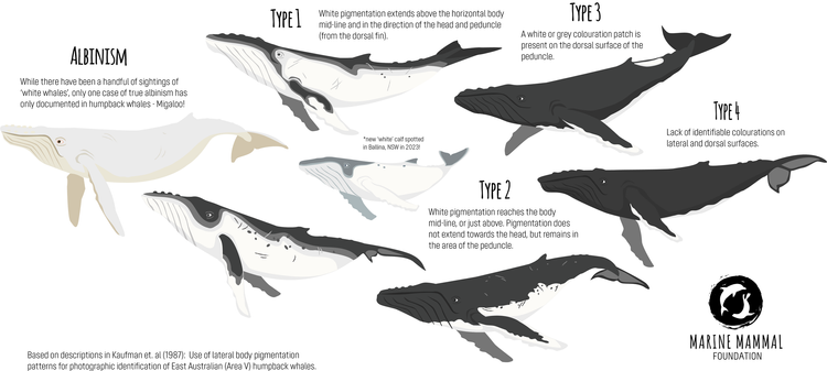 Colour Variation in Humpback Whales — Marine Mammal Foundation