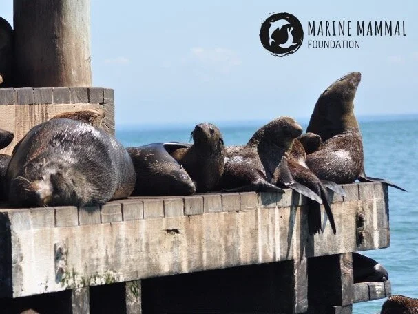 Research Programs — Marine Mammal Foundation