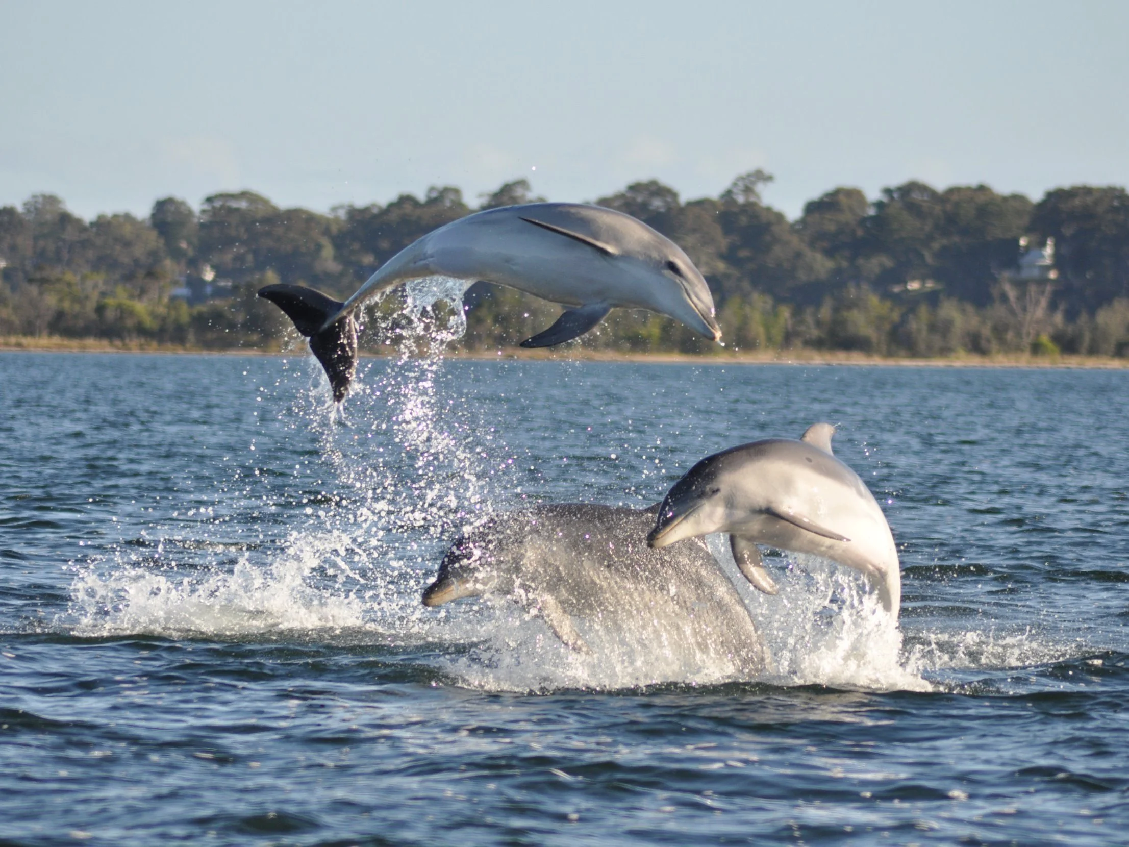 Research Programs — Marine Mammal Foundation