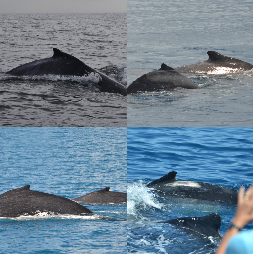 Colour Variation in Humpback Whales — Marine Mammal Foundation