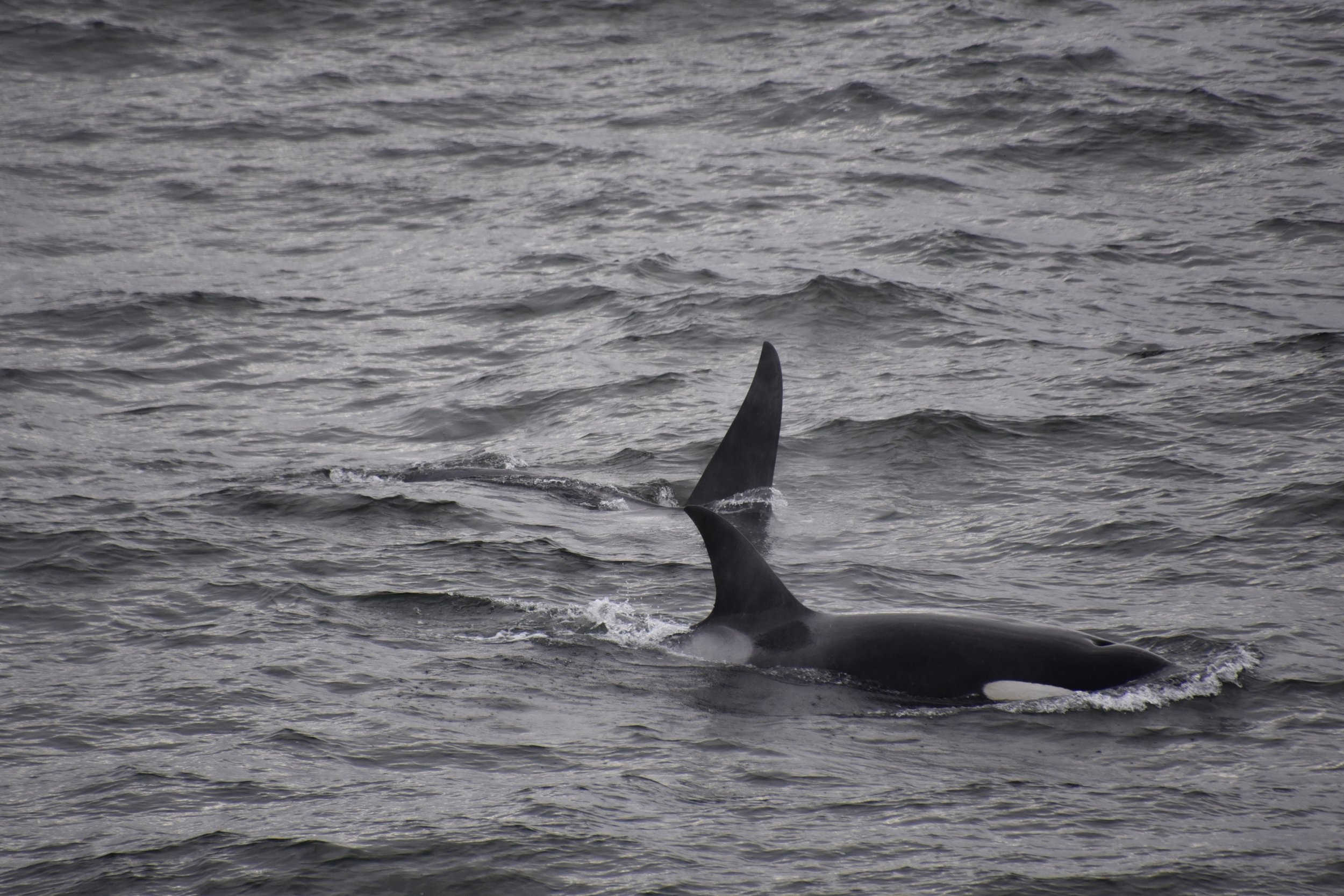 All about the orca — Marine Mammal Foundation