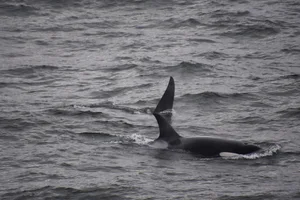 All about the orca — Marine Mammal Foundation