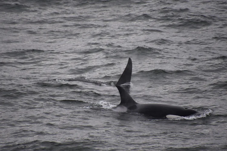 All about the orca — Marine Mammal Foundation