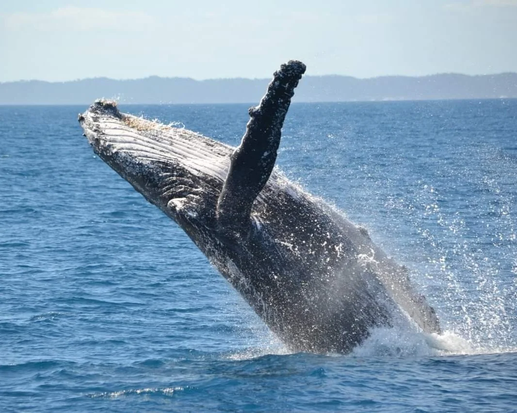 Making a move: whale migration — Marine Mammal Foundation