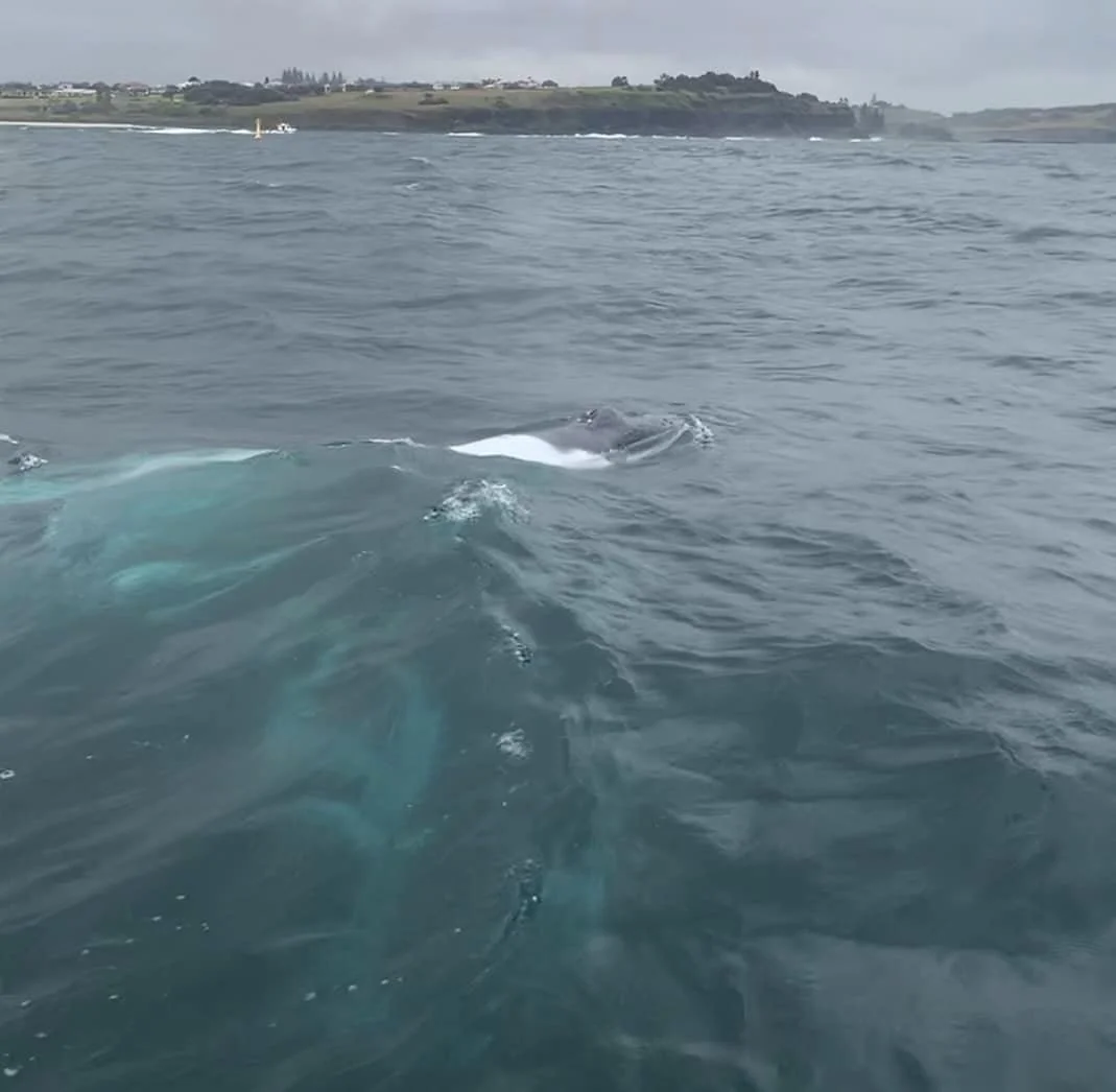 Colour Variation in Humpback Whales — Marine Mammal Foundation
