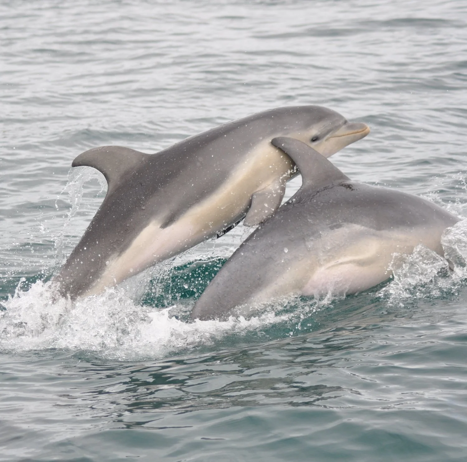 Population Demographics — Marine Mammal Foundation