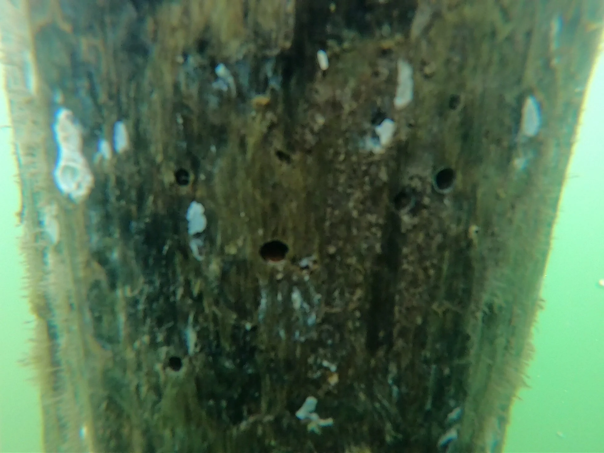 Dock Inspections Diving Services