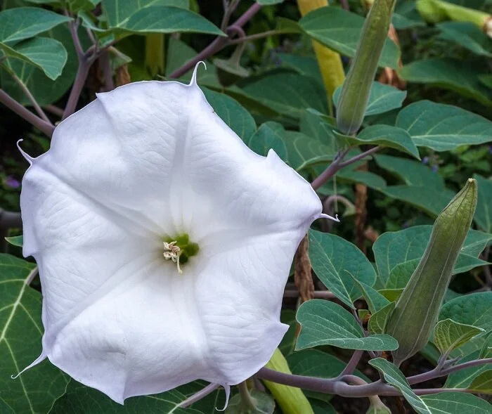 Plant Profile: Thornapple — The Poisoner's Apothecary