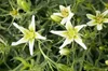 Plant Profile: Syrian Rue — The Poisoner's Apothecary