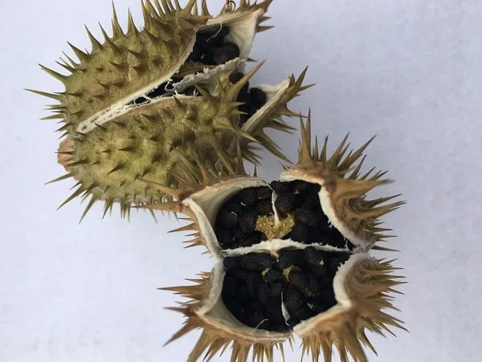 Thornapple, Gender and Ritual Application — The Poisoner's Apothecary