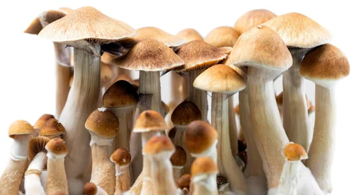 All Cultures — Spores + Cultures by Spore Stock
