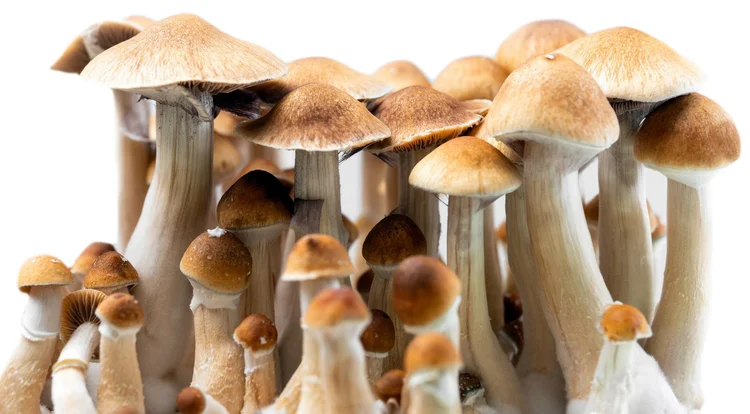 All Cultures — Spores + Cultures by Spore Stock