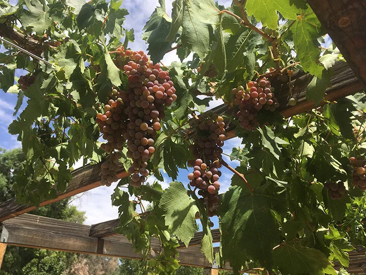 Circle Tree Ranch — Amity Foundation