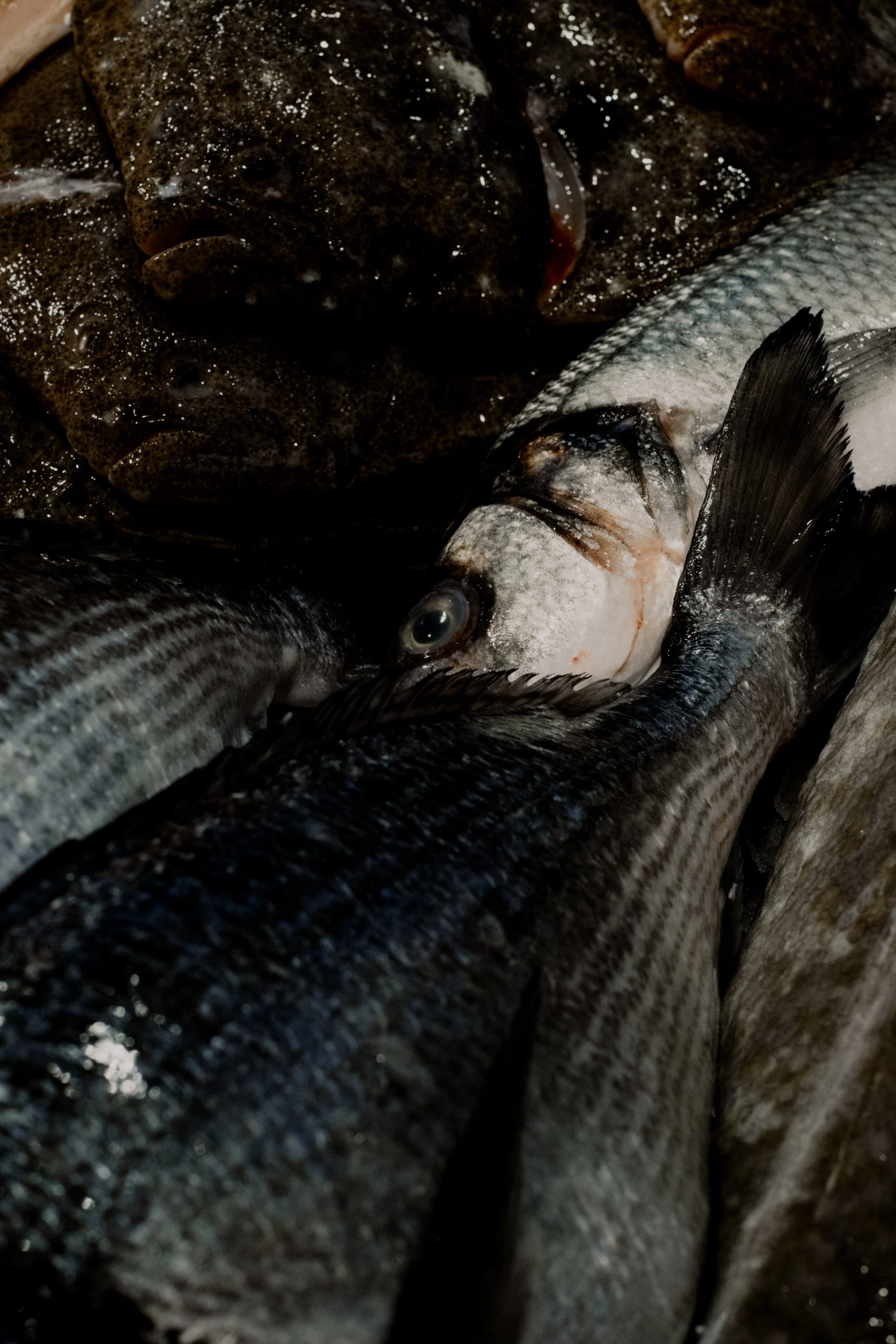 Recepten — Vishandel Pieterman