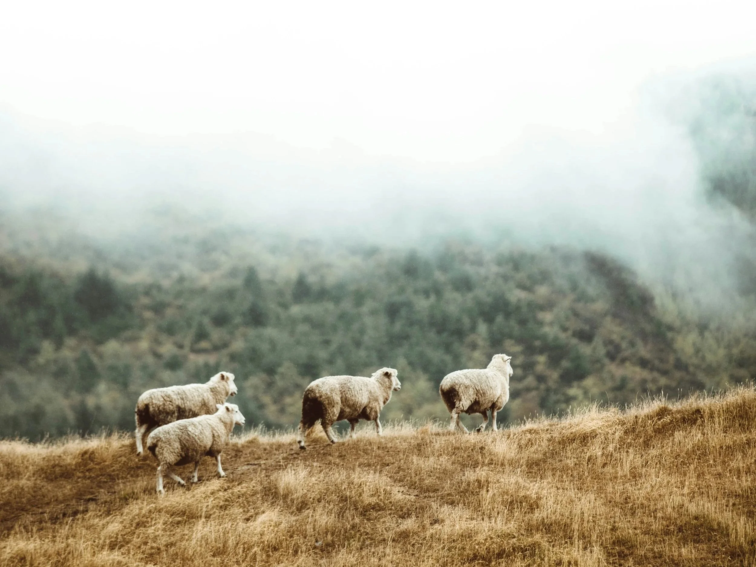 Elders Smell Like Sheep — For the Gospel