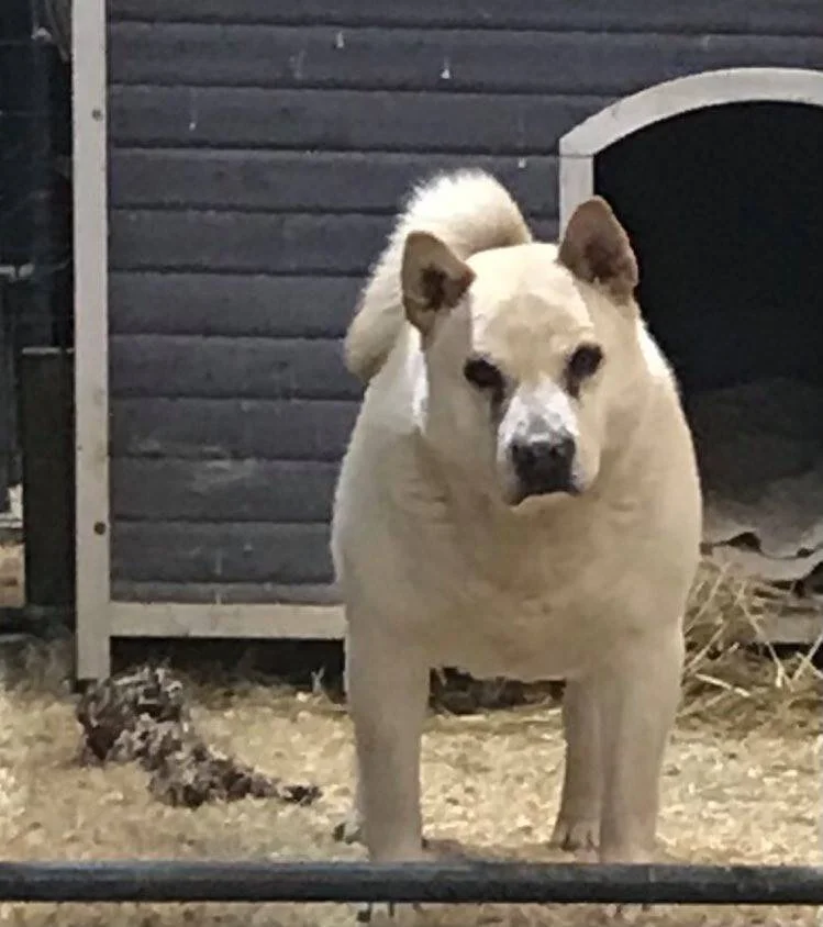 Dogs - The Devoted Barn