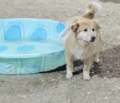 Dogs - The Devoted Barn