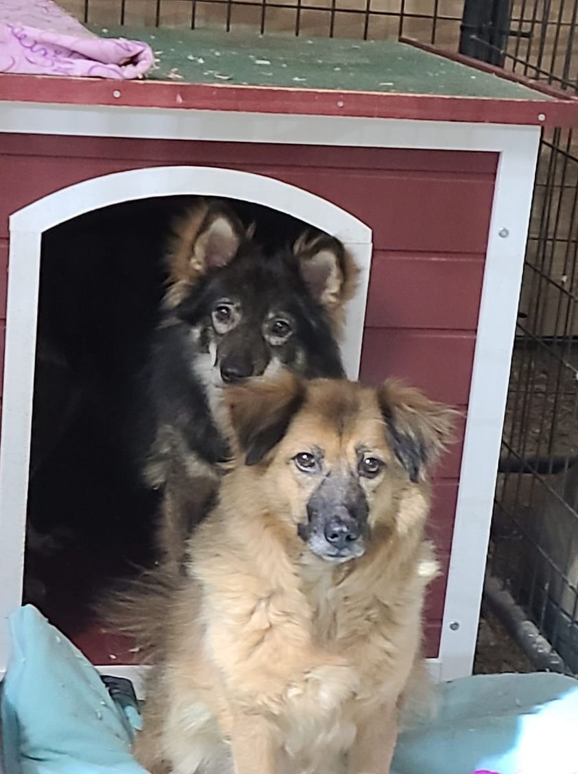 Dogs - The Devoted Barn