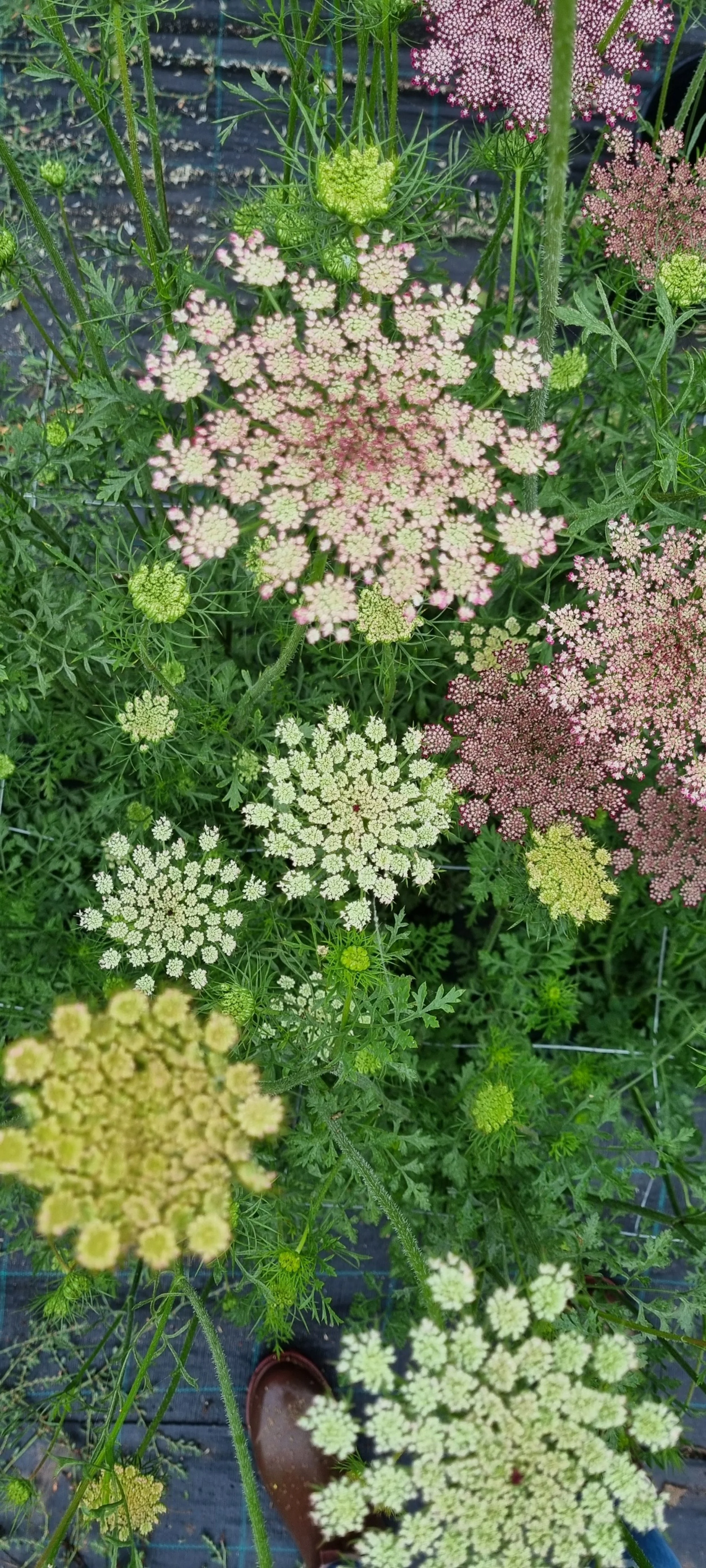 Chocolate Lace Flower Plant | Best Flower Site