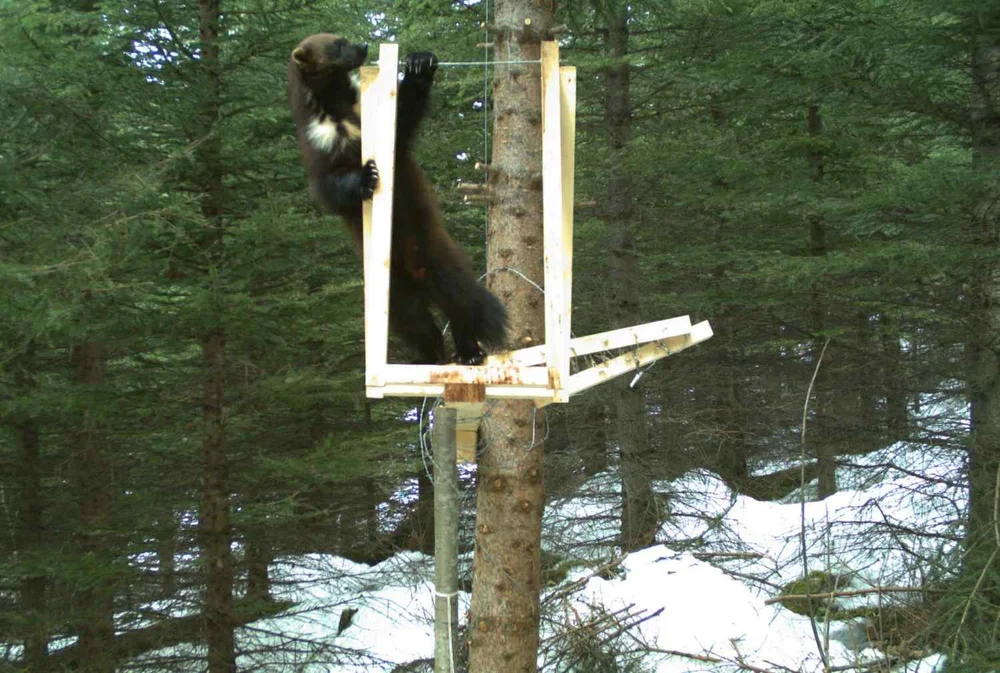 Review paper on 10 years of wolverine research. — wolverinewatch.org