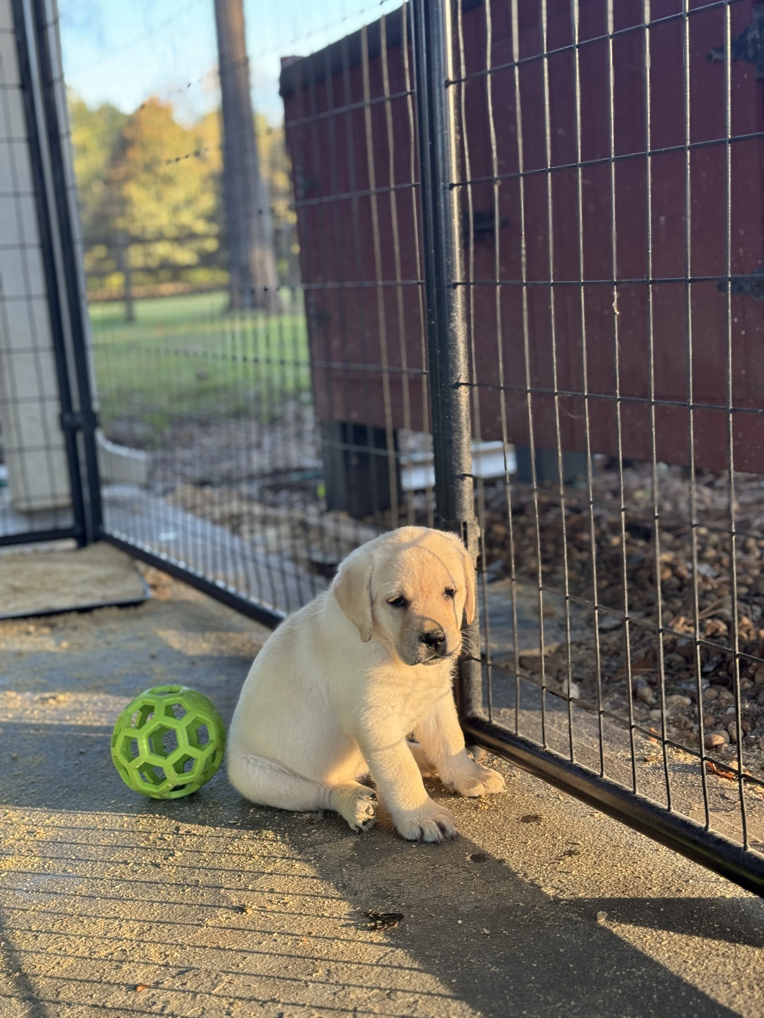 General 1 — Diamond C Labradors: We have puppies available!