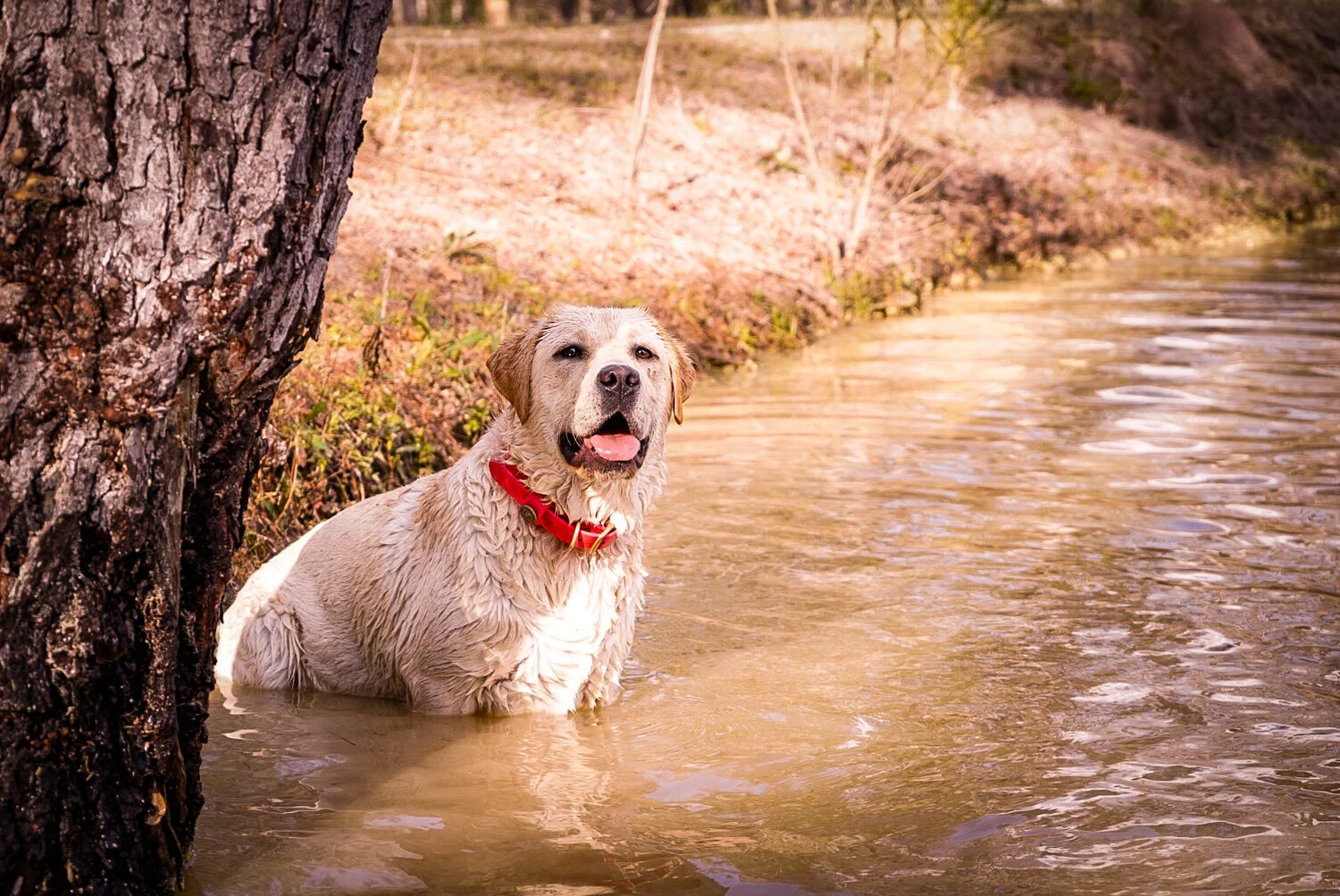 General 1 — Diamond C Labradors
