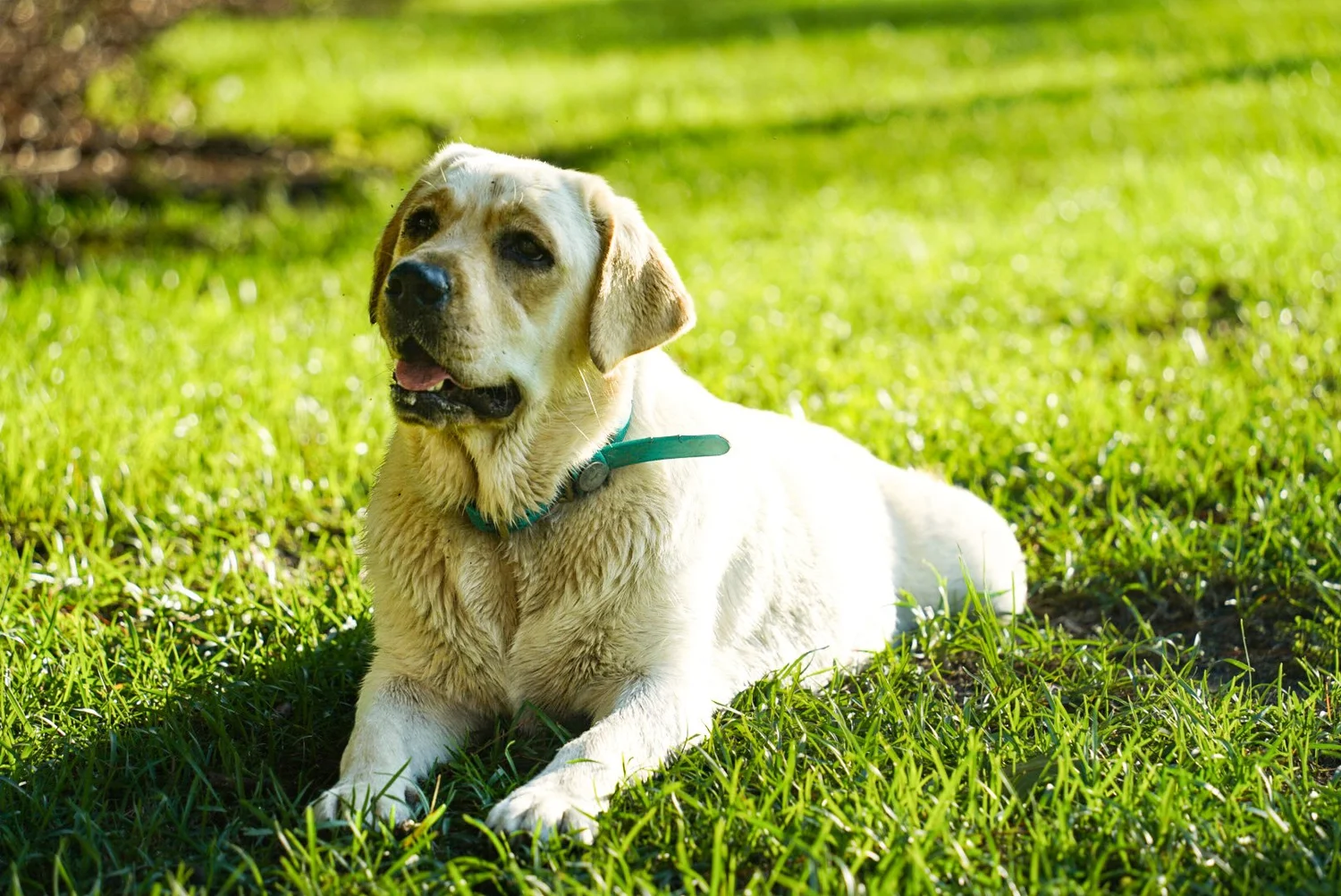 Diamond C Labradors: We have puppies available!
