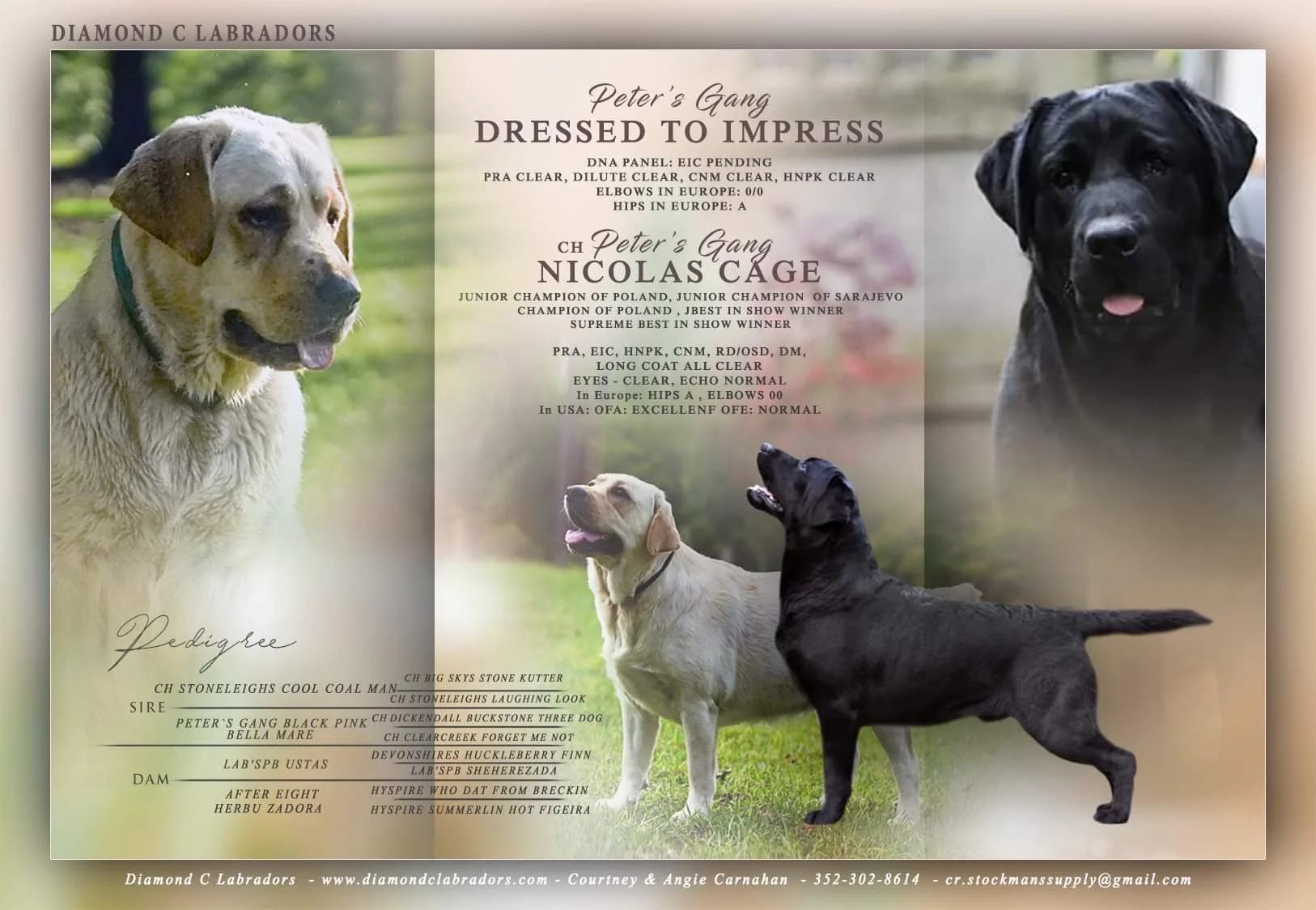 General 1 — Diamond C Labradors