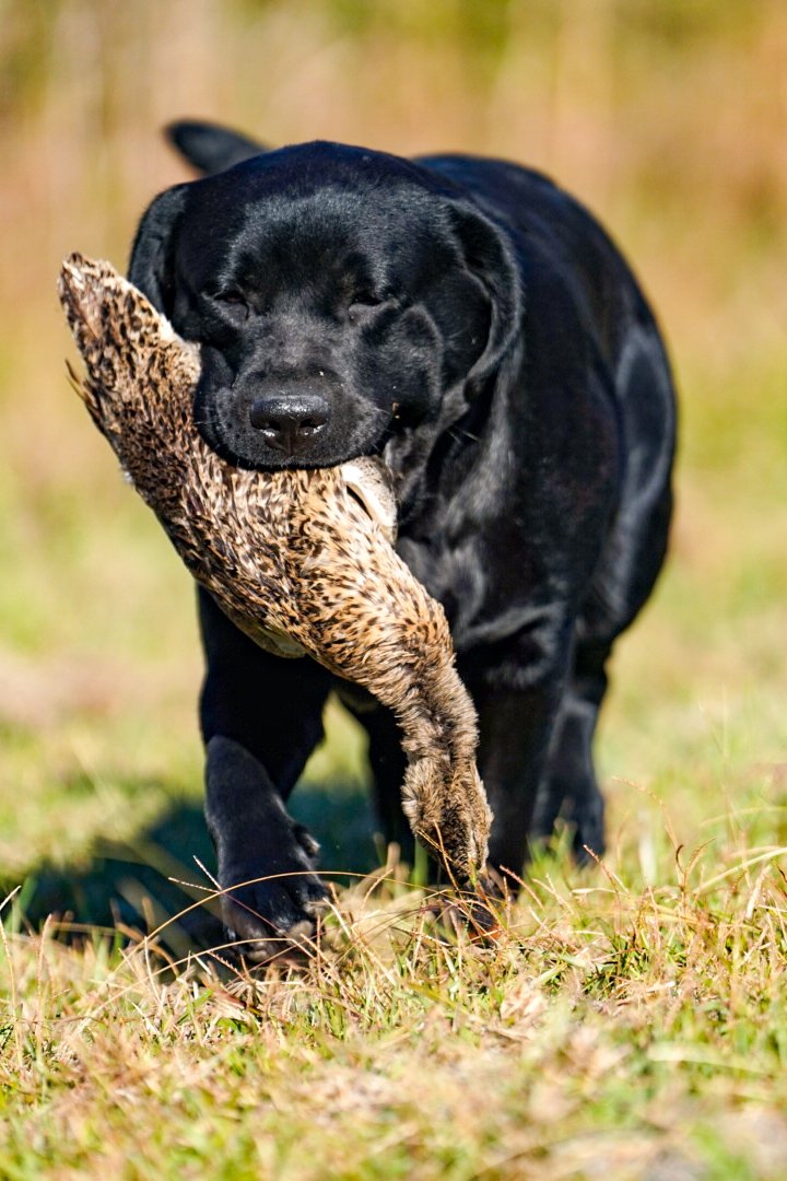 Diamond C Labradors: We have puppies available!