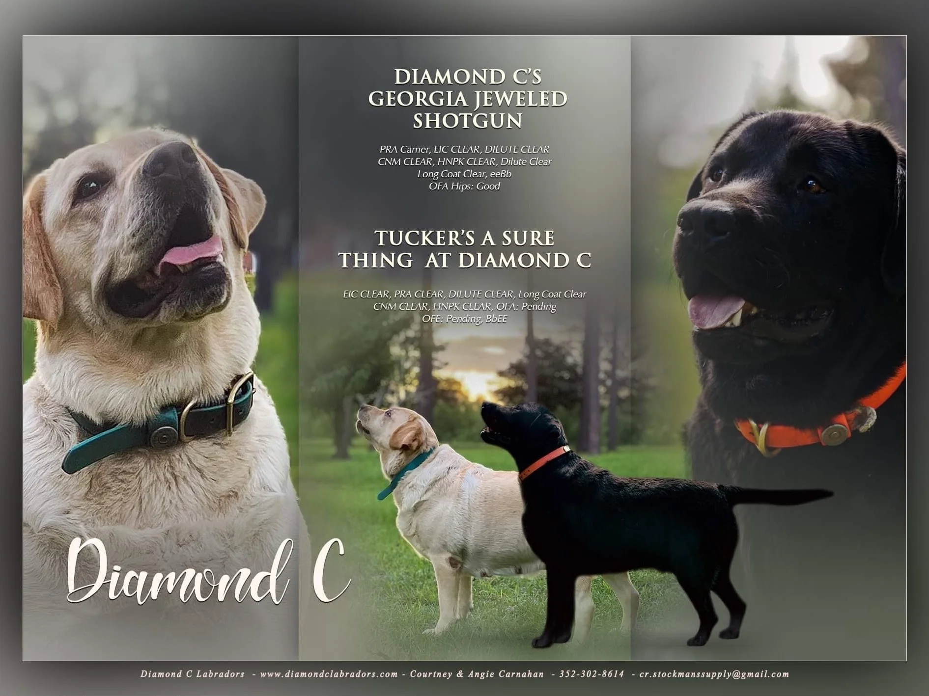 General 1 — Diamond C Labradors