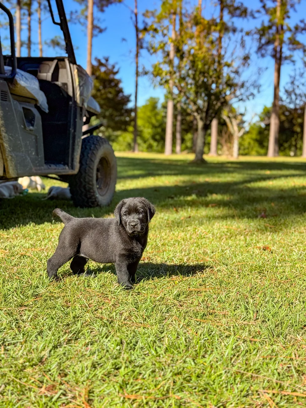 General 1 — Diamond C Labradors: We have puppies available!