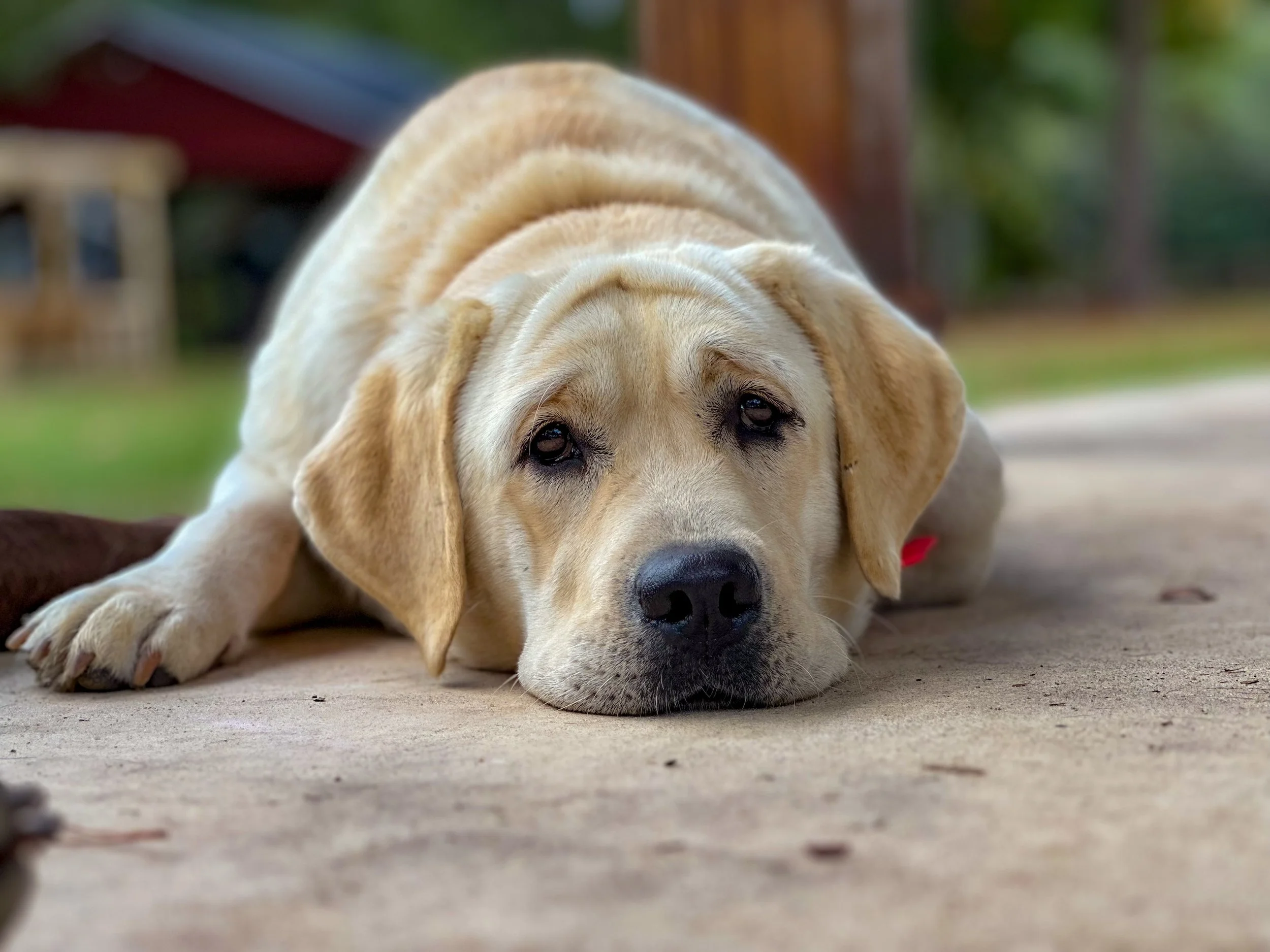 Diamond C Labradors: We have puppies available!