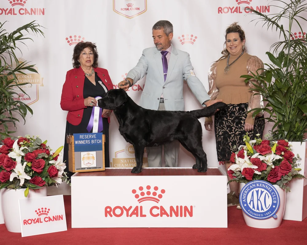 Diamond C Labradors: We have puppies available!