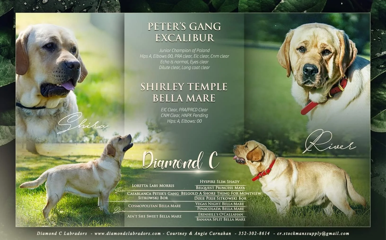 General 1 — Diamond C Labradors