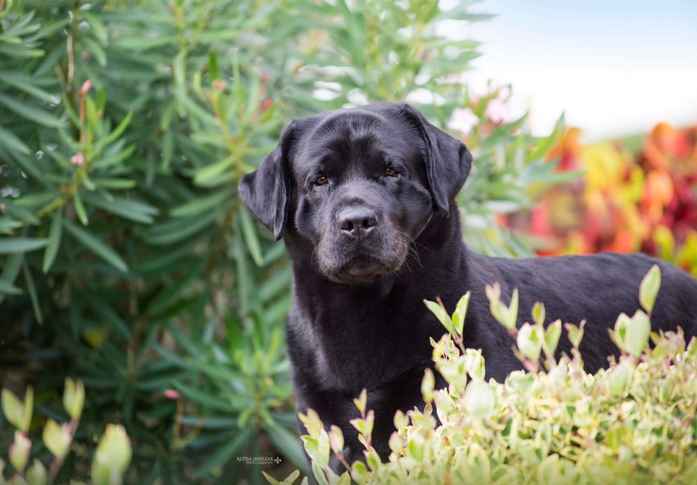 Diamond C Labradors: We have puppies available!