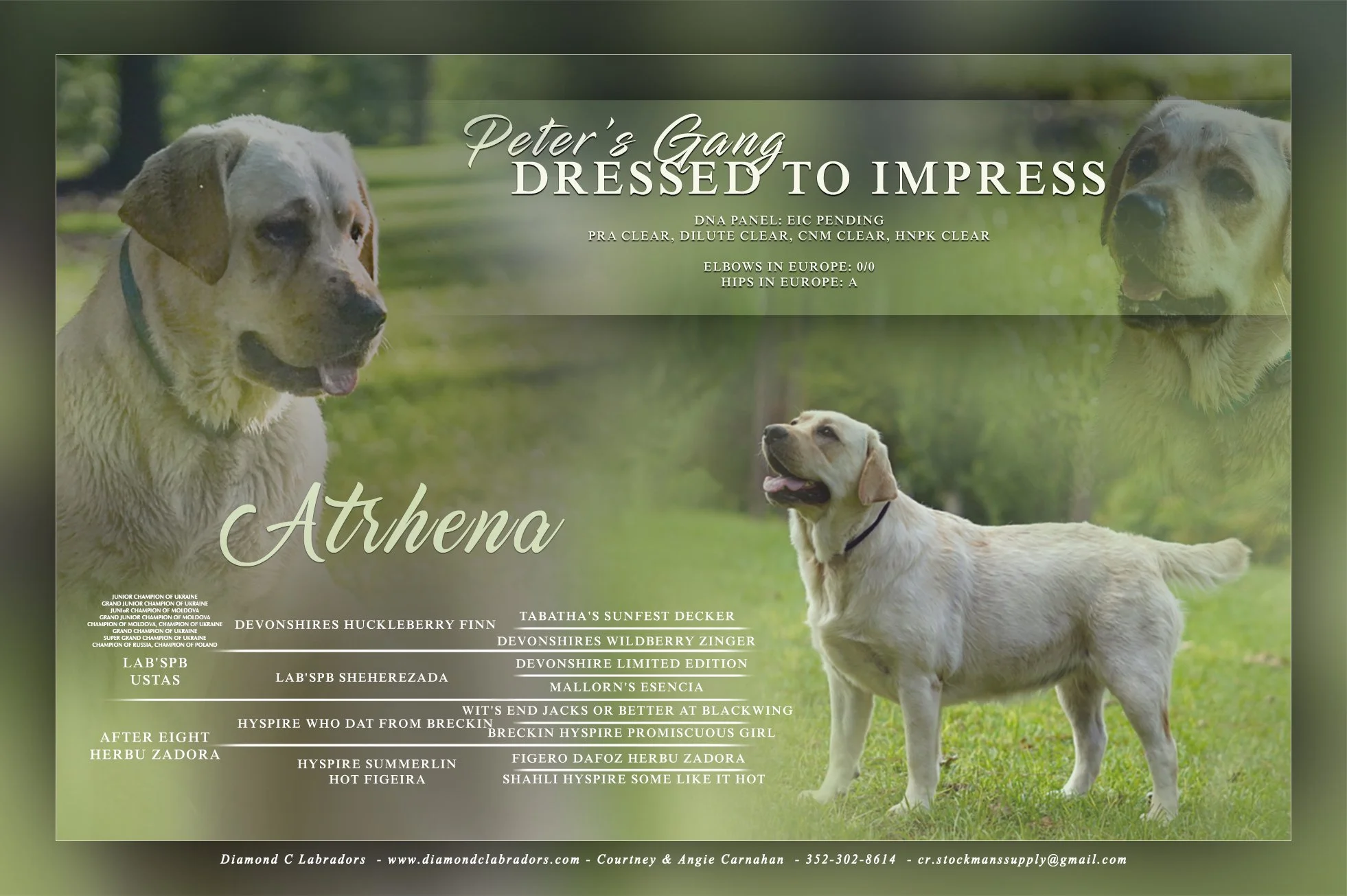 General 1 — Diamond C Labradors