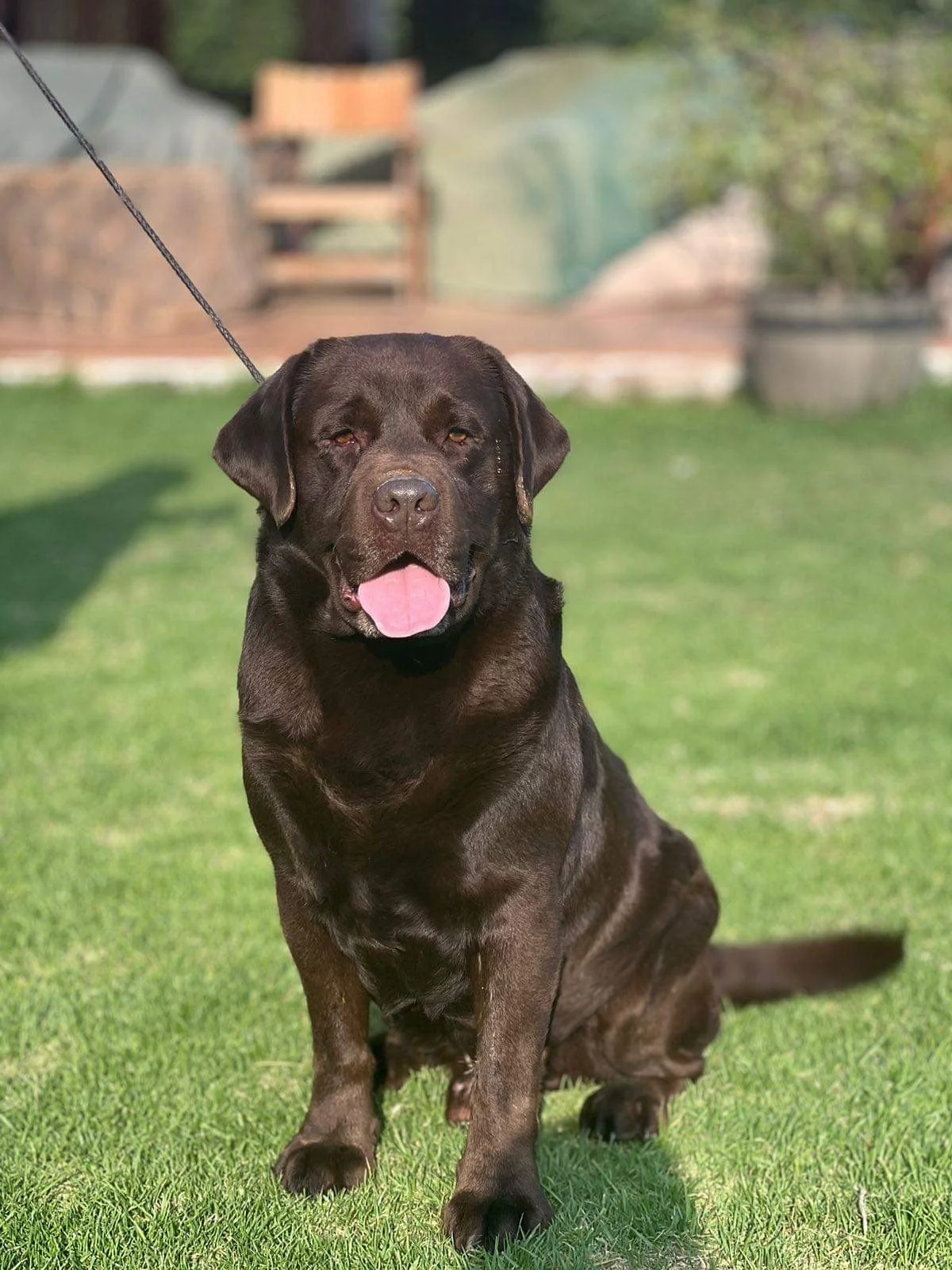 Diamond C Labradors: We have puppies available!
