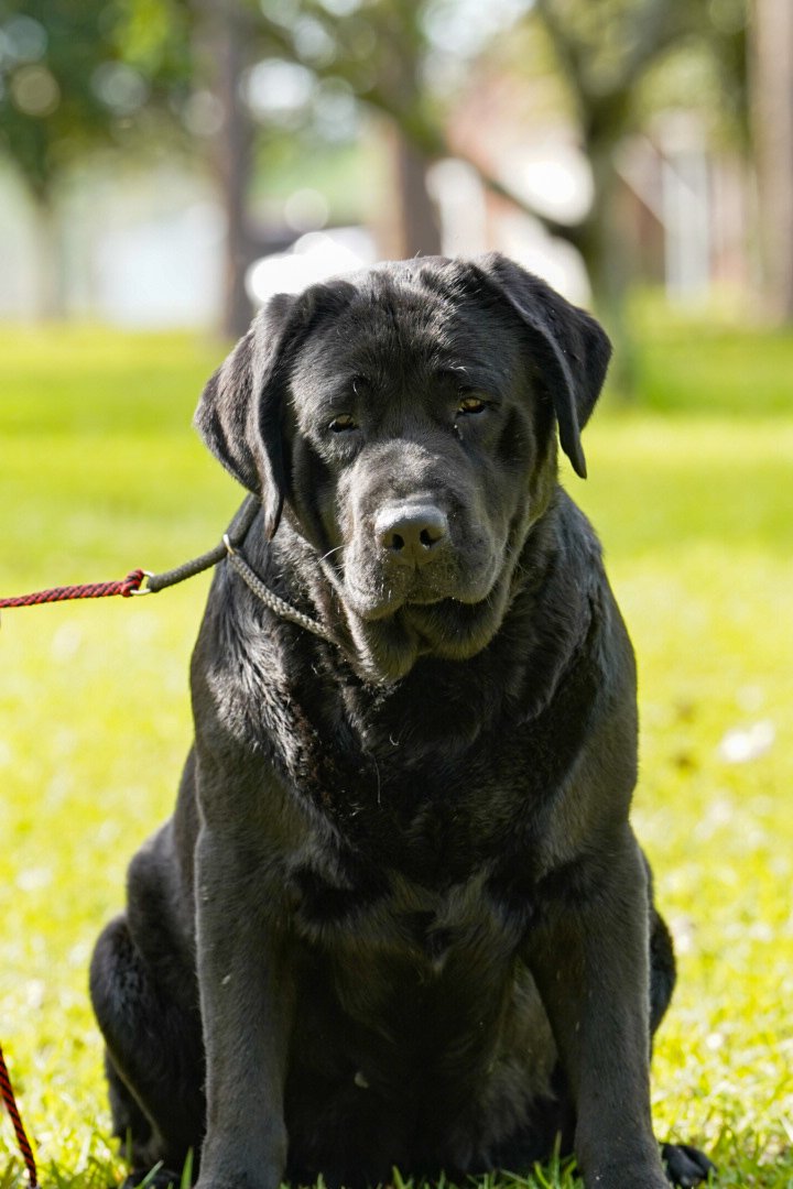 General 1 — Diamond C Labradors