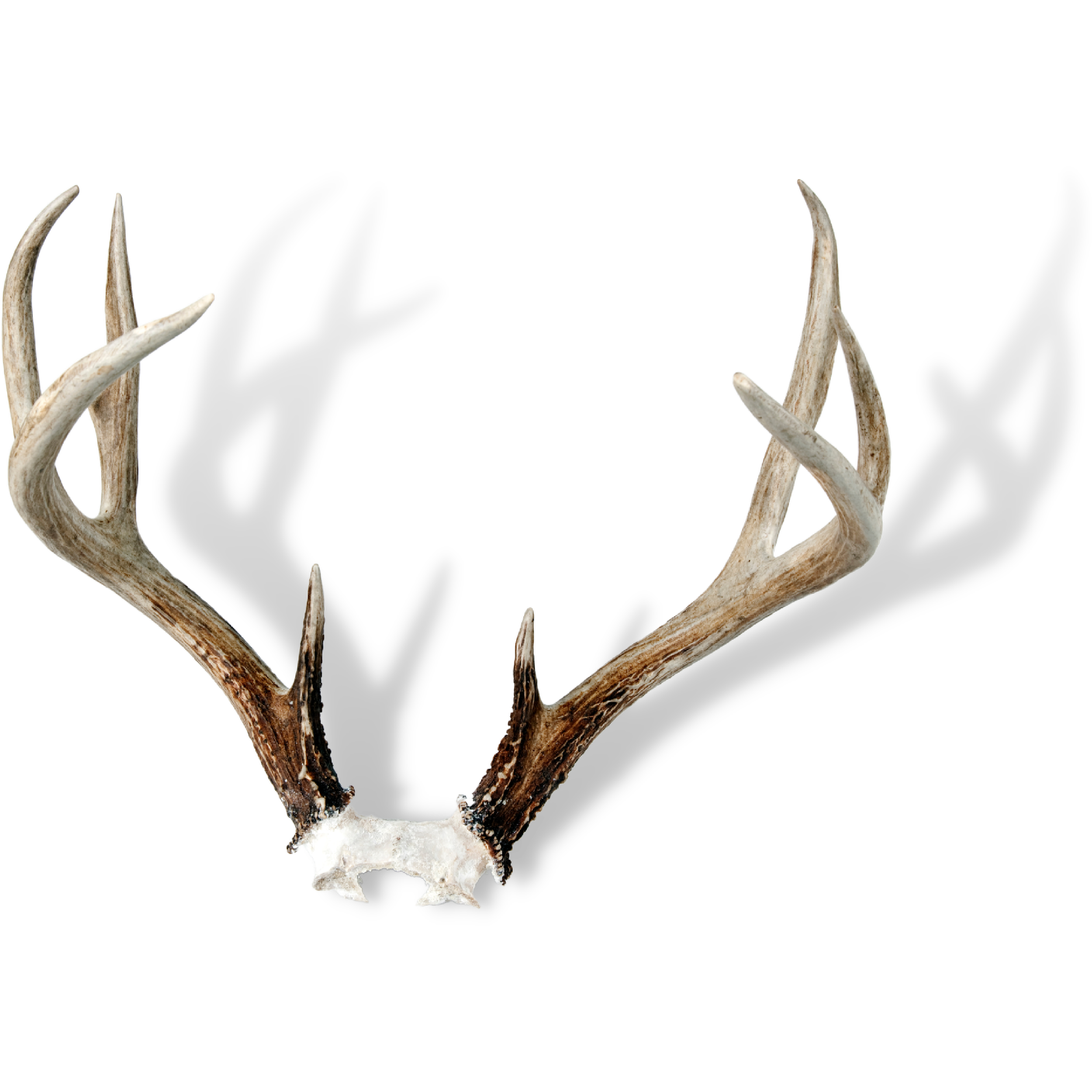 Doe Taxidermy Process: Where to Buy Them — CHELSIDERMY | Oddities ...