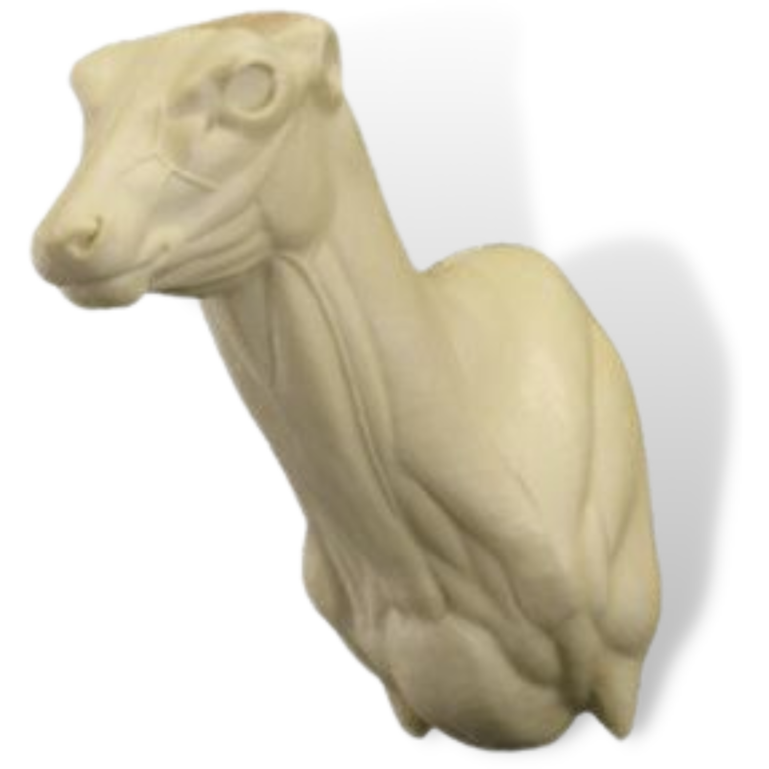 Doe Taxidermy Process: Where to Buy Them — CHELSIDERMY | Oddities ...